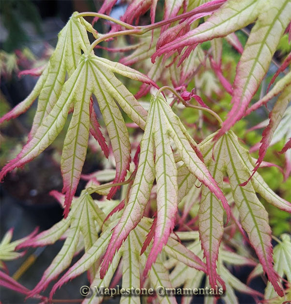 First Ghost – Maplestone Ornamentals