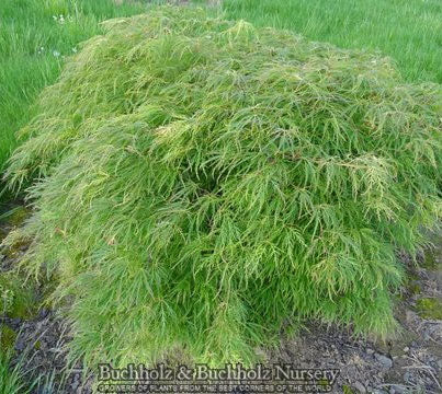 Flavescens – Maplestone Ornamentals