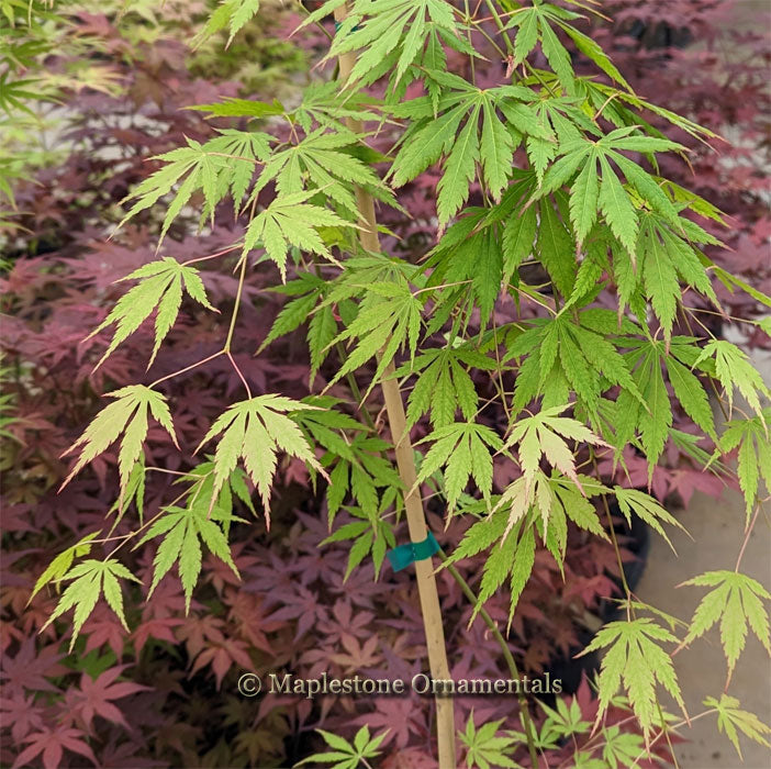 Fountain of Youth – Maplestone Ornamentals