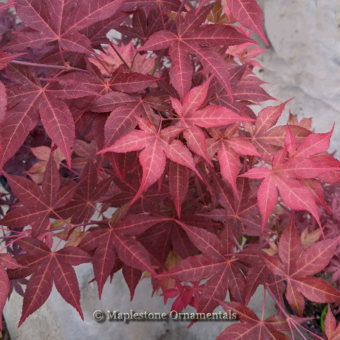 Gable's Glory – Maplestone Ornamentals