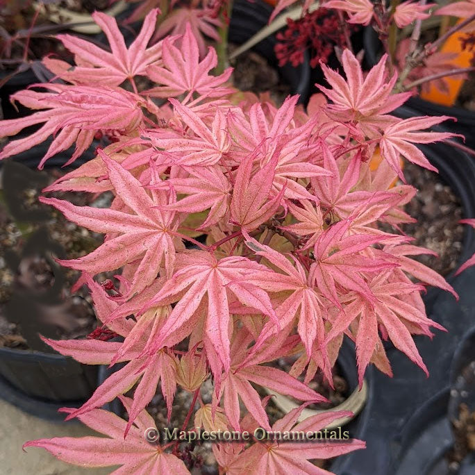 Geisha – Maplestone Ornamentals