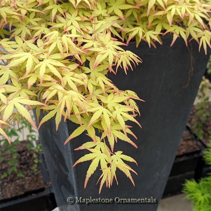 Golden Falls – Maplestone Ornamentals