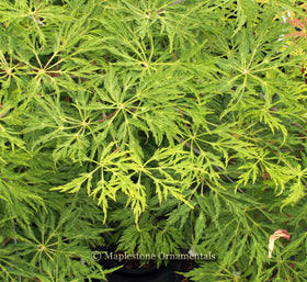 Japanese Maples – Maplestone Ornamentals