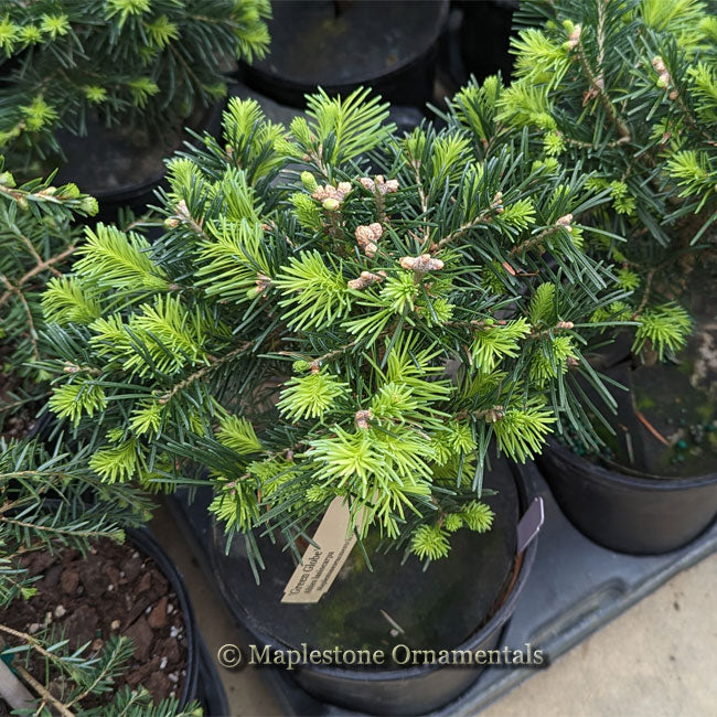 Maplestone Ornamentals