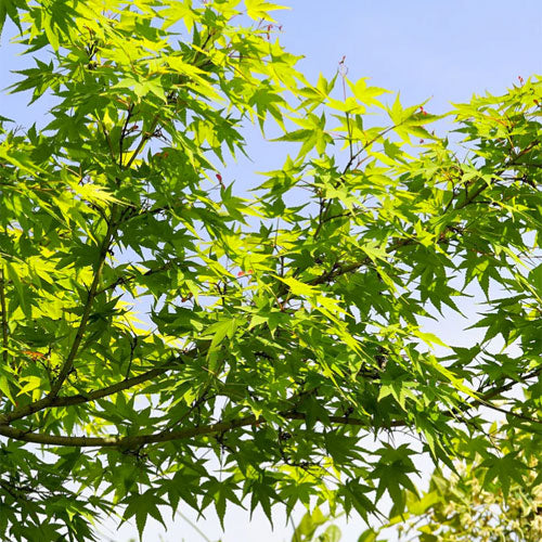 About Us – Maplestone Ornamentals