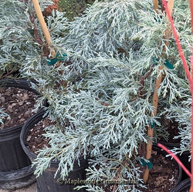 Conifers – Maplestone Ornamentals