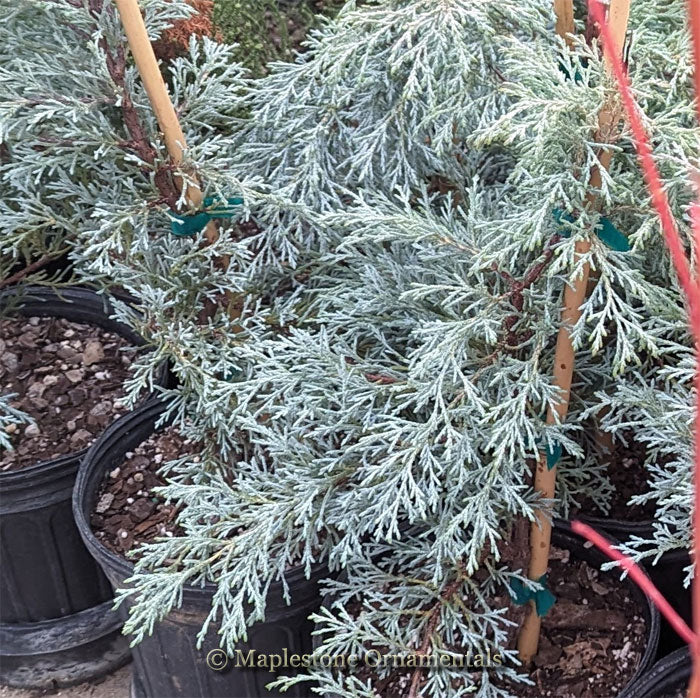 Conifers – Maplestone Ornamentals