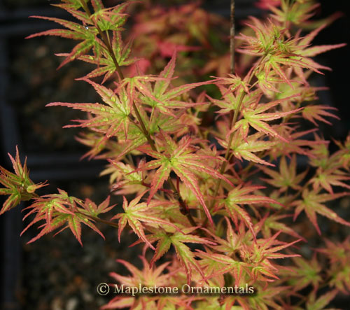 Helena – Maplestone Ornamentals