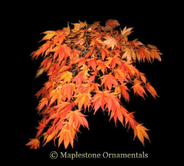 Hogyoku – Maplestone Ornamentals