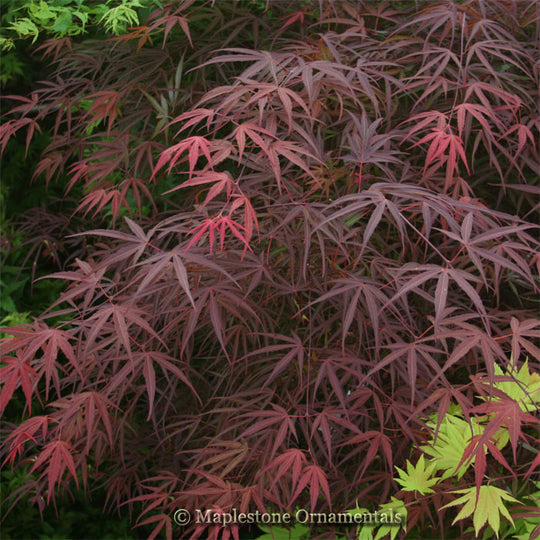 Hubbs Red Willow – Maplestone Ornamentals