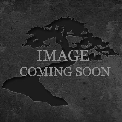 Japanese Maples – Maplestone Ornamentals