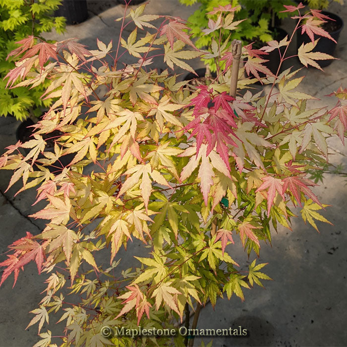 Inferno – Maplestone Ornamentals
