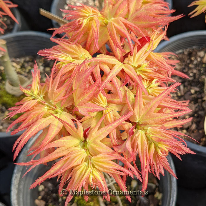 Japanese Princess – Maplestone Ornamentals