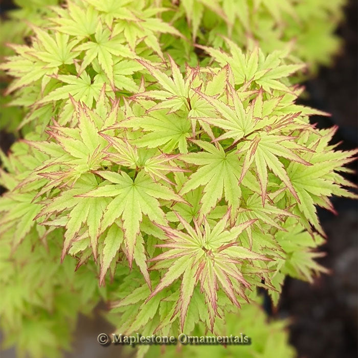 Jewels – Maplestone Ornamentals