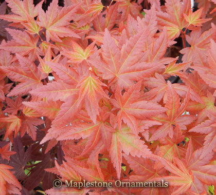 Johnnie's Pink – Maplestone Ornamentals