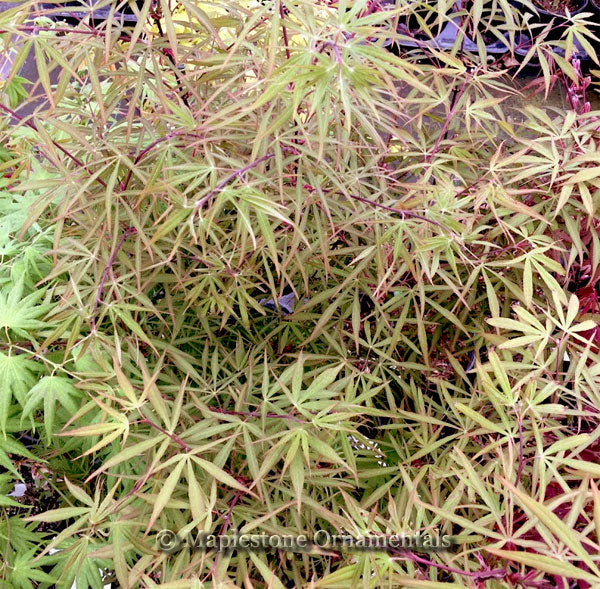 Kenbu – Maplestone Ornamentals