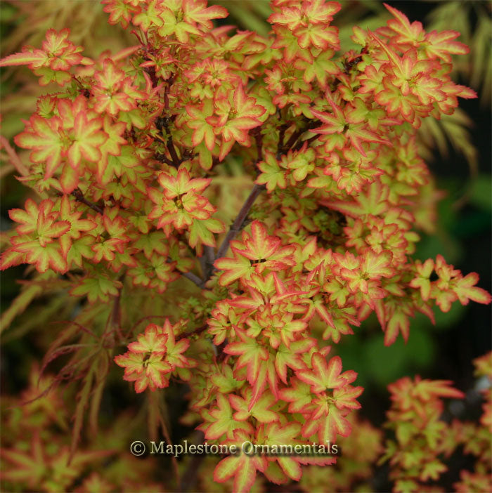 Koto maru – Maplestone Ornamentals