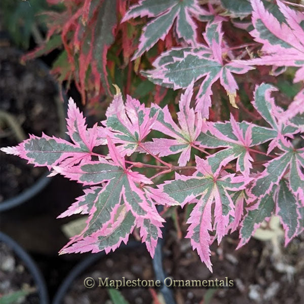 Marlo – Maplestone Ornamentals