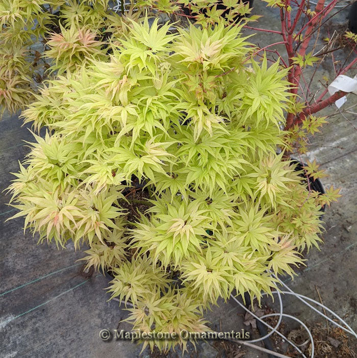 Mayday – Maplestone Ornamentals