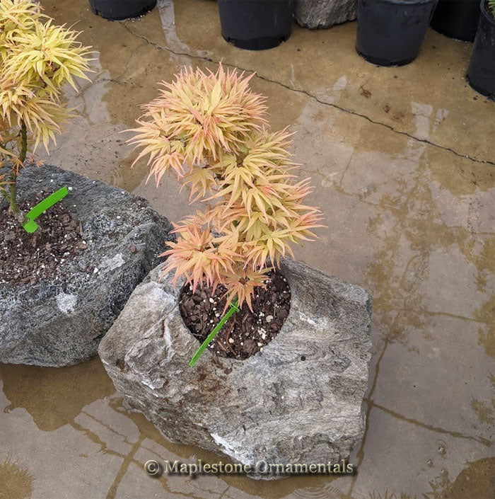 Mayday – Maplestone Ornamentals