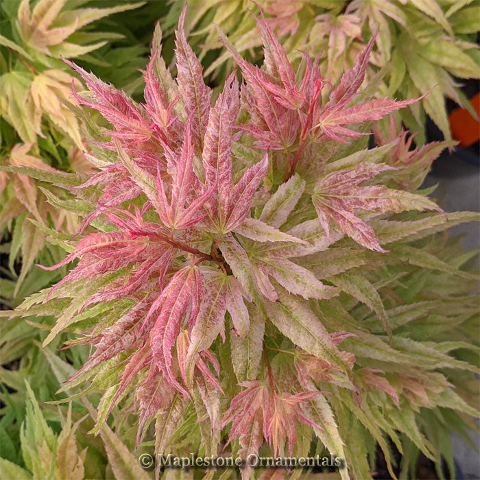 Mayday – Maplestone Ornamentals