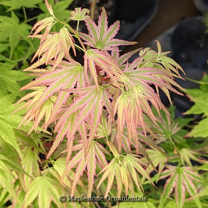 Mikawa nishiki – Maplestone Ornamentals