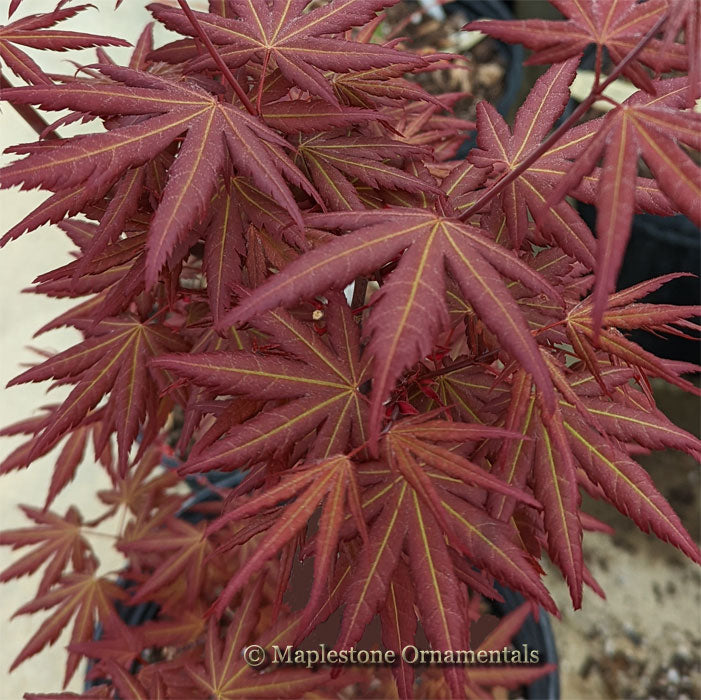 Mila – Maplestone Ornamentals