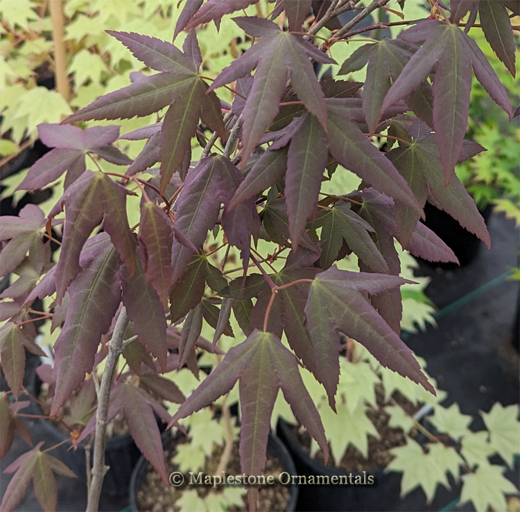 Mystic Jewel – Maplestone Ornamentals