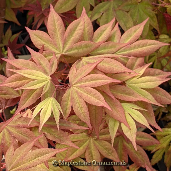 Omato – Maplestone Ornamentals
