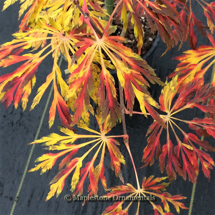 Oregon Fern – Maplestone Ornamentals