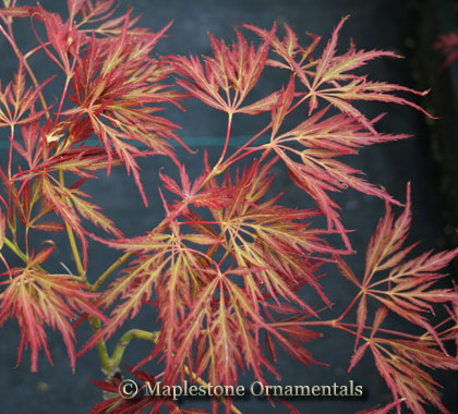 Ornatum – Maplestone Ornamentals