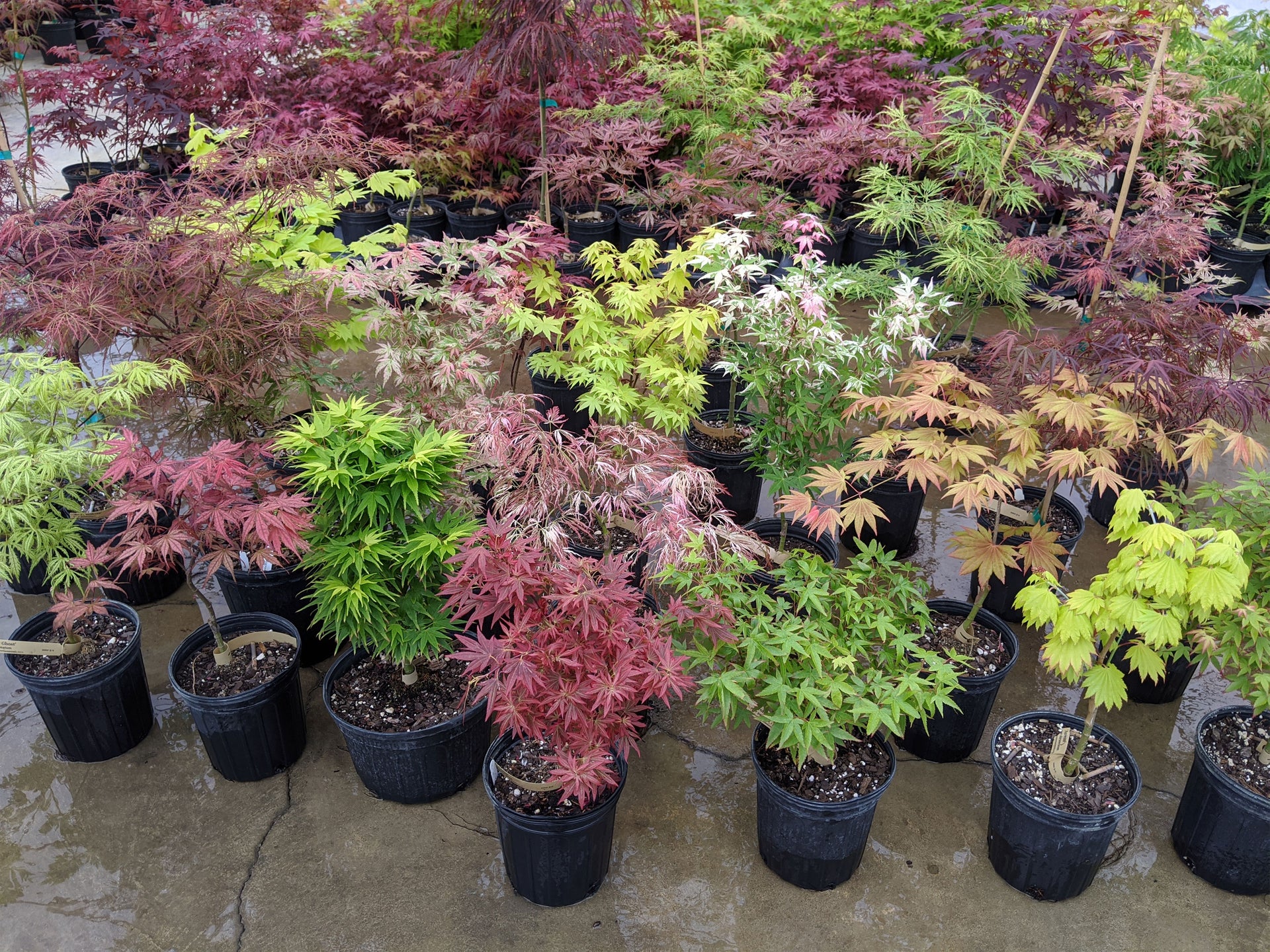 Maplestone Ornamentals