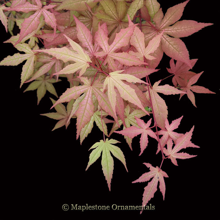 Pastel – Maplestone Ornamentals