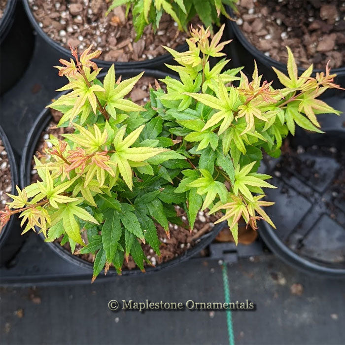 Pebbles – Maplestone Ornamentals