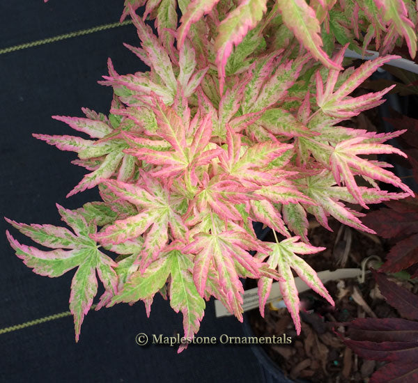 Radiant – Maplestone Ornamentals