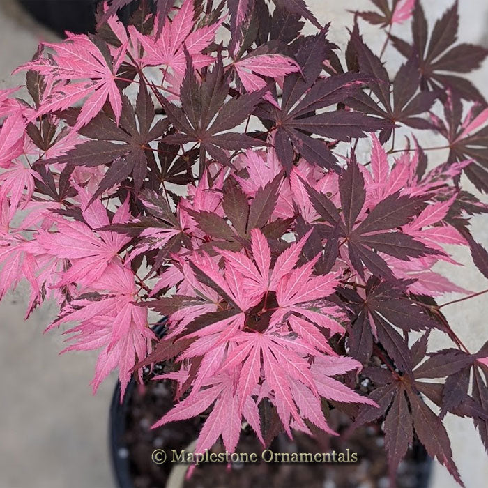 Rainbow – Maplestone Ornamentals