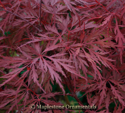 Red Dragon – Maplestone Ornamentals