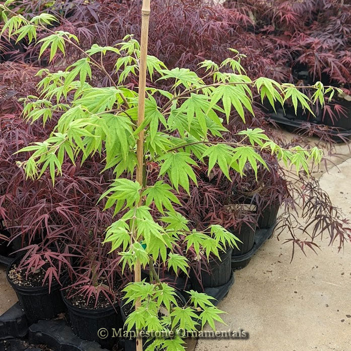 Rikuzen shidare – Maplestone Ornamentals