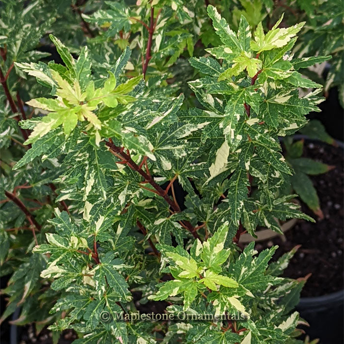 Ryugu – Maplestone Ornamentals