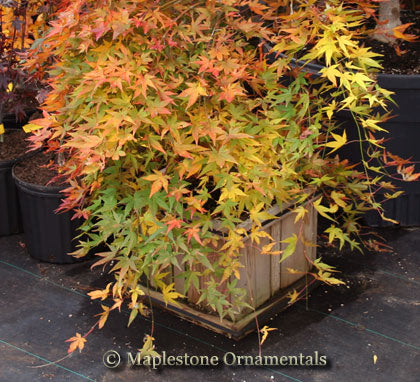 Ryusen – Maplestone Ornamentals