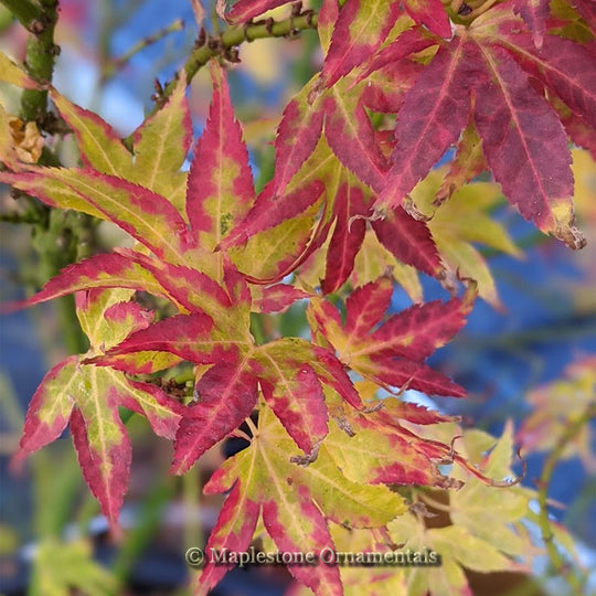 Ryuzu – Maplestone Ornamentals