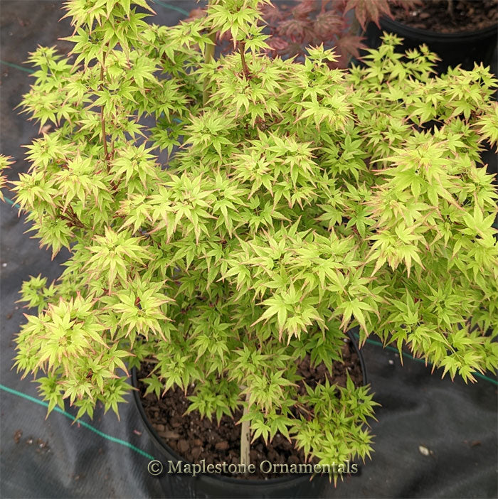 Saiho – Maplestone Ornamentals