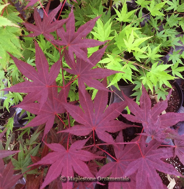 Samurai Sword – Maplestone Ornamentals