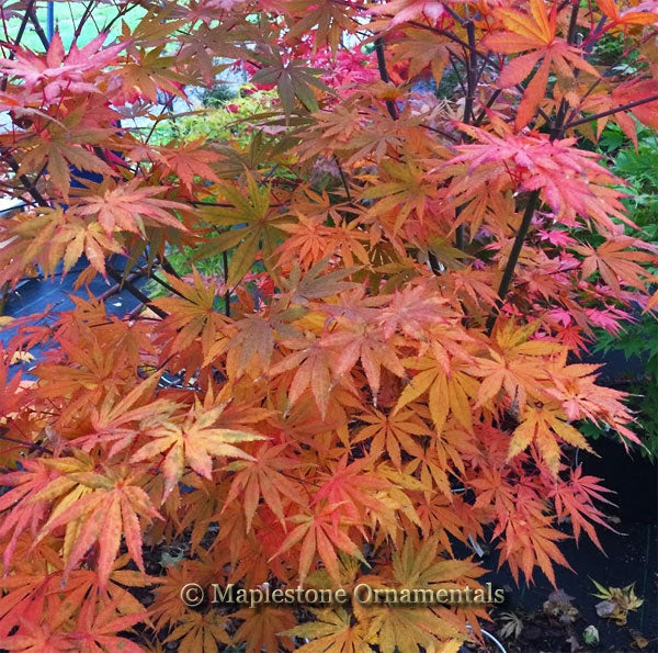Seasons of Change – Maplestone Ornamentals