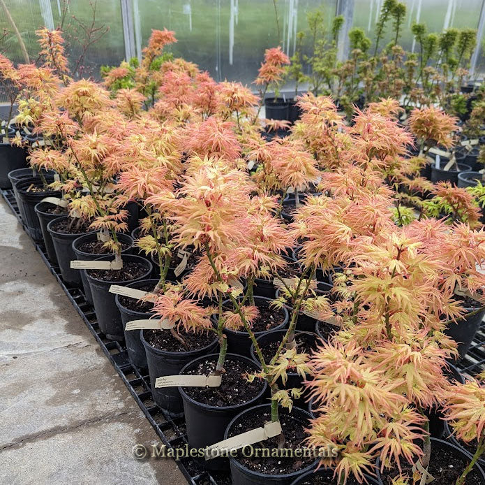 Mayday – Maplestone Ornamentals