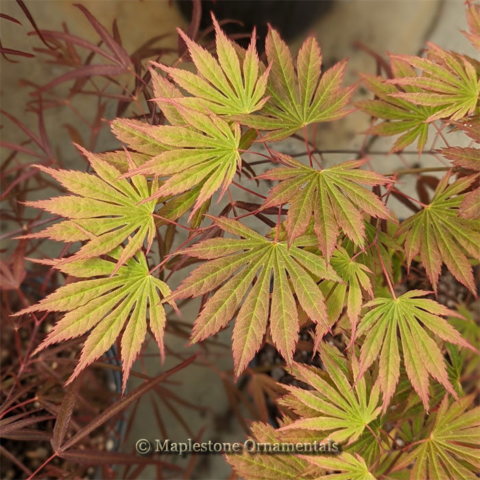 Sensu – Maplestone Ornamentals