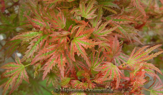 Squitty – Maplestone Ornamentals