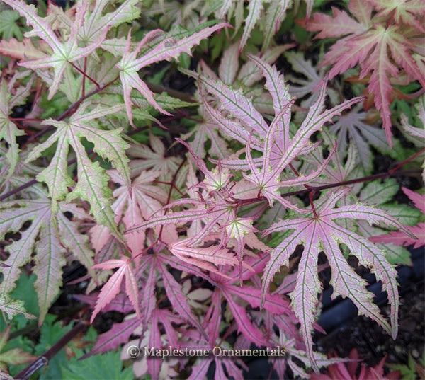 Strawberry Spring – Maplestone Ornamentals