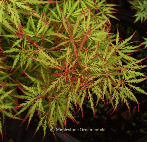 Sunset – Maplestone Ornamentals