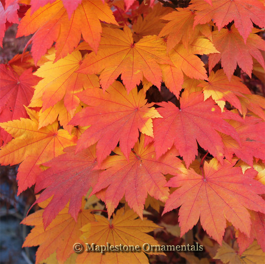 Japanese Maples – Page 10 – Maplestone Ornamentals